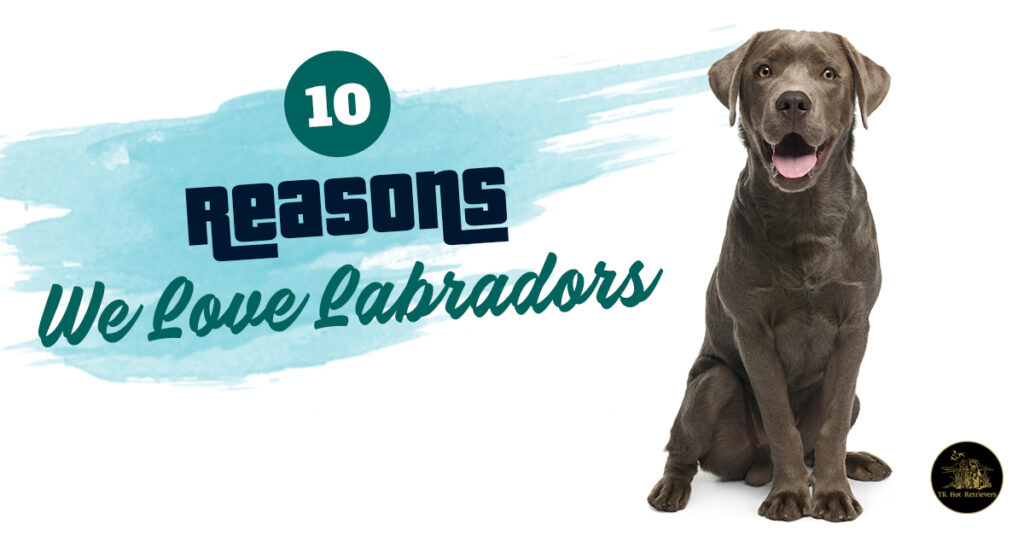 10 Reasons We Love Labradors - TK Hot Kennels