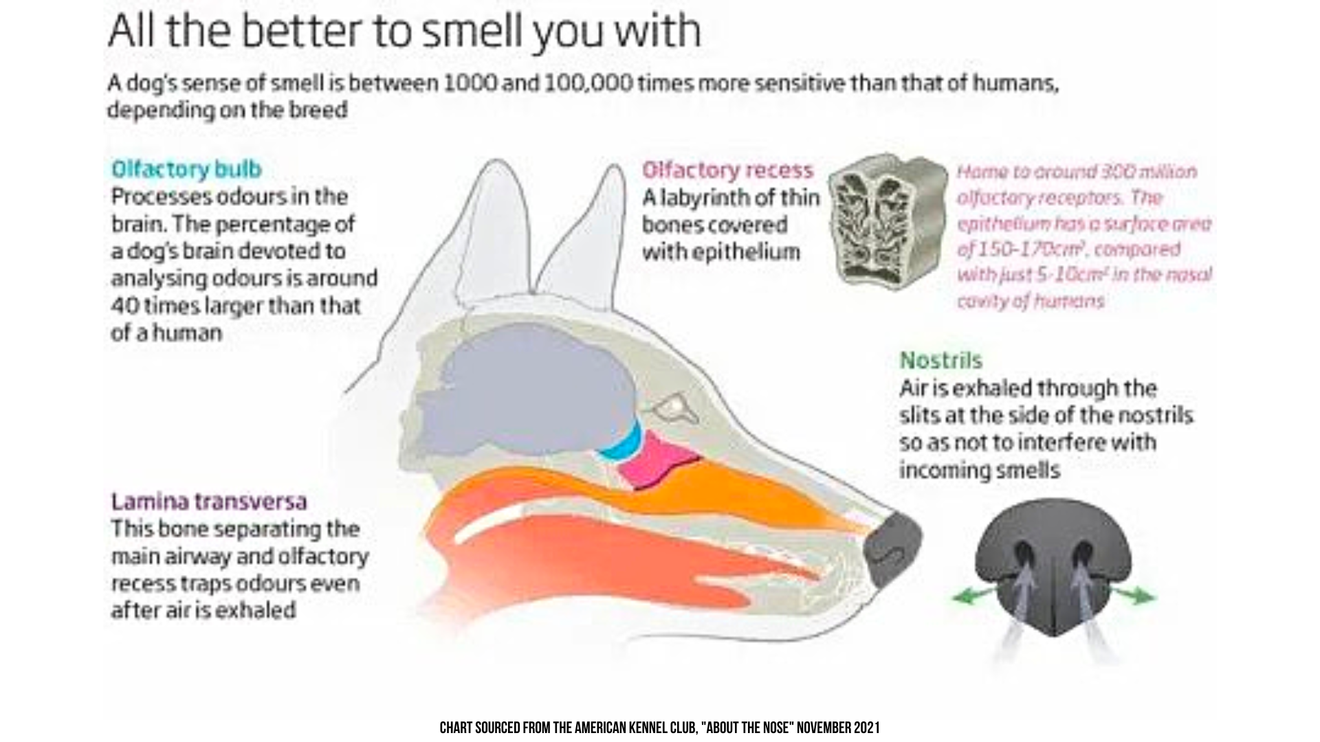 How Your Lab's Nose Works - TK Hot Kennels
