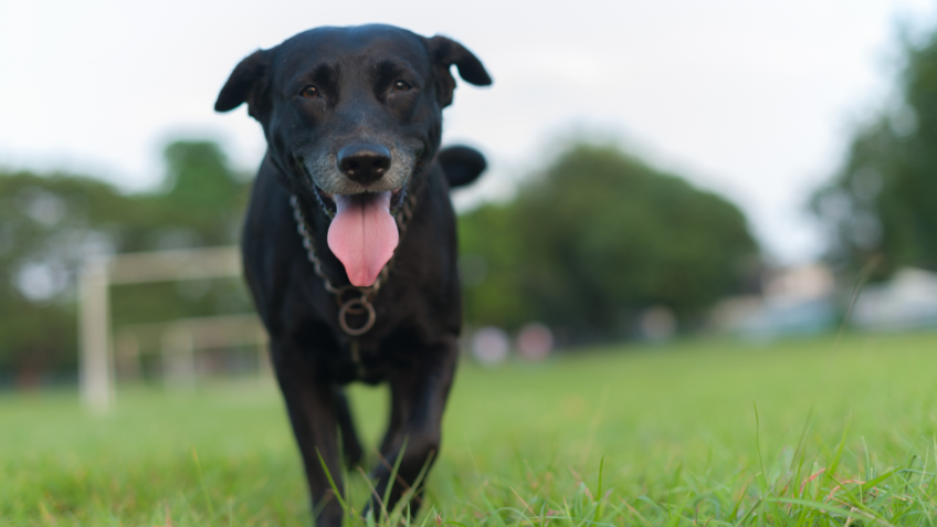 The Top Retriever Rescues for Adoption - TK Hot Kennels