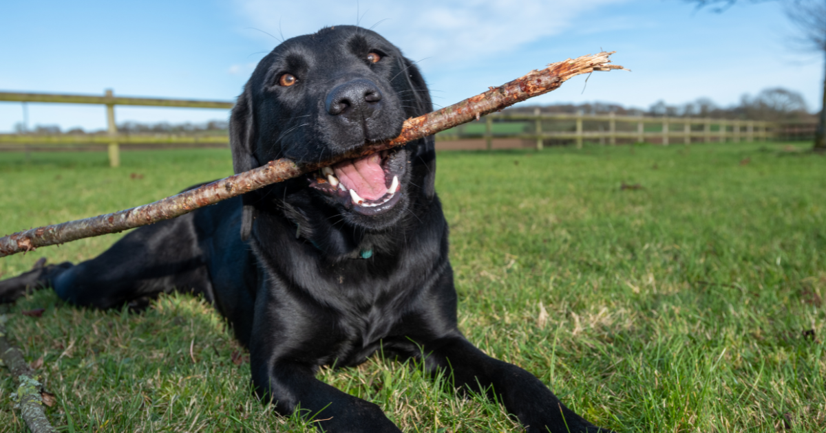 When is the Best Time to Neuter or Spay Your Dog? - TK Hot Kennels