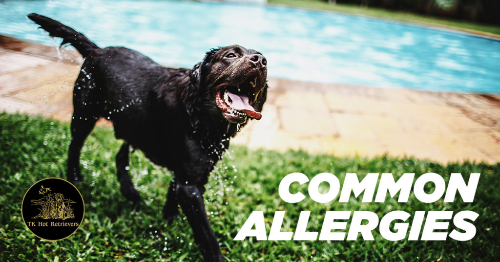 Common Allergies in Labs - TK Hot Kennels