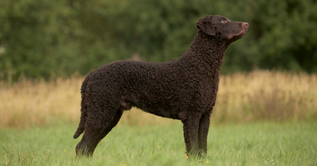Everything You Need to Know About Curly-Coated Retrievers - TK Hot Kennels