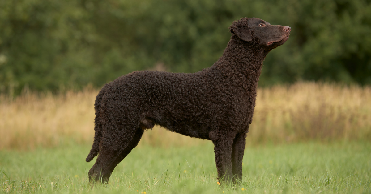 Everything You Need to Know About Curly-Coated Retrievers - TK Hot Kennels