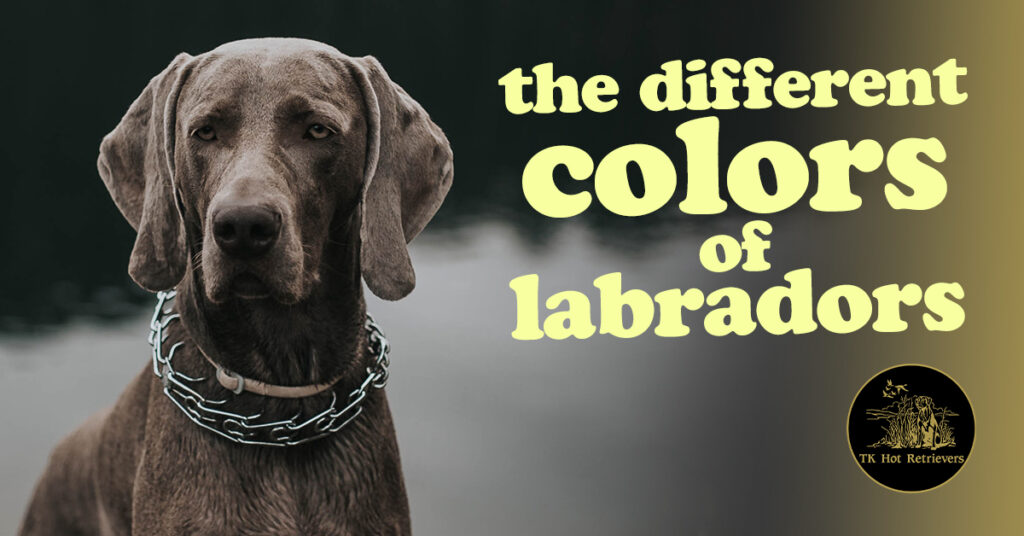 The Different Colors of Labradors - TK Hot Kennels