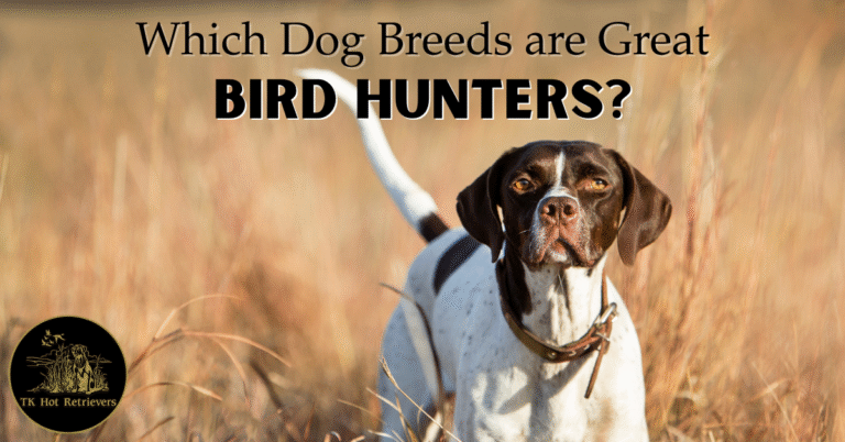 Dog Breeds Known for Being Great Bird Hunters - TK Hot Kennels