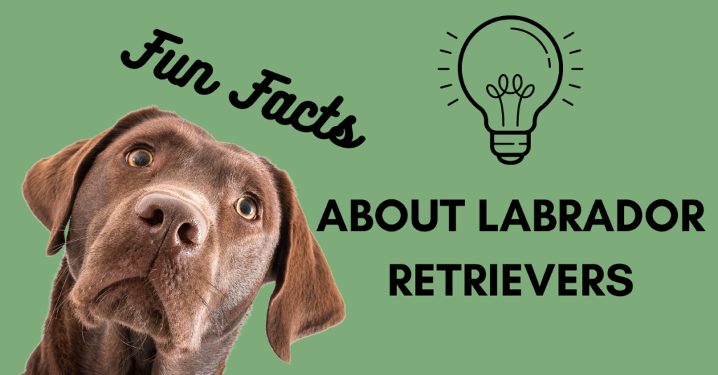 Fun Facts About Labrador Retrievers - TK Hot Kennels