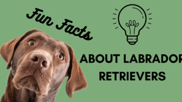 Fun Facts About Labrador Retrievers - TK Hot Retrievers
