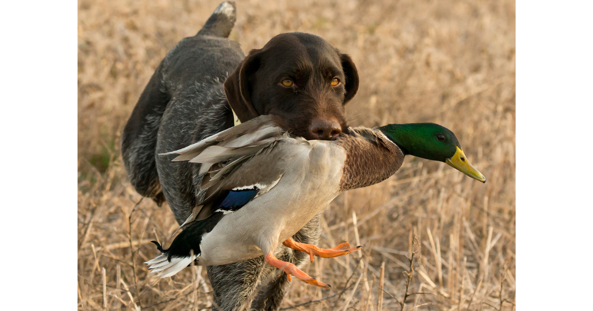 These Dog Breeds are Great Hunting Partners - TK Hot Kennels