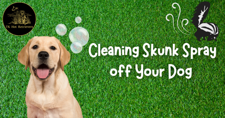 Cleaning Your Dog After a Skunk Spray - TK Hot Retrievers - TK Hot Kennels