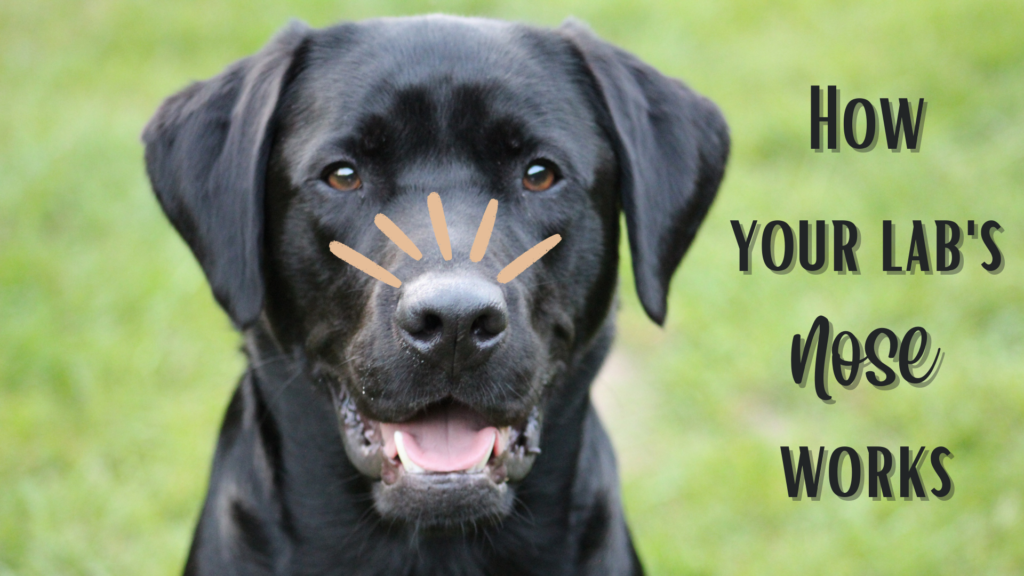 How Your Lab's Nose Works - TK Hot Kennels