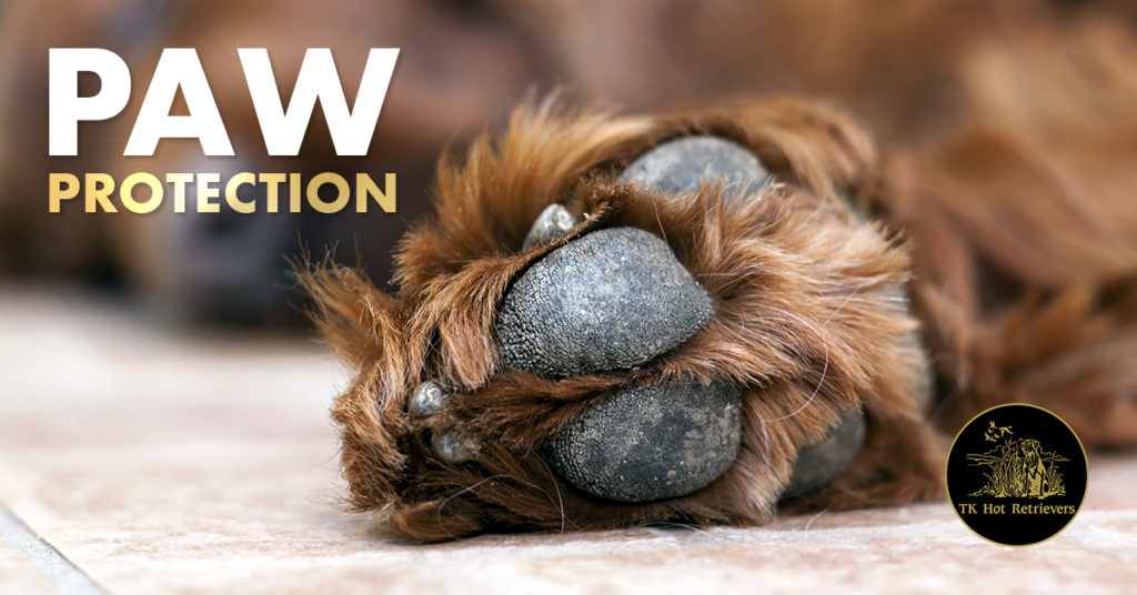 Protecting your Hunting Dog's Paws - TK Hot Kennels