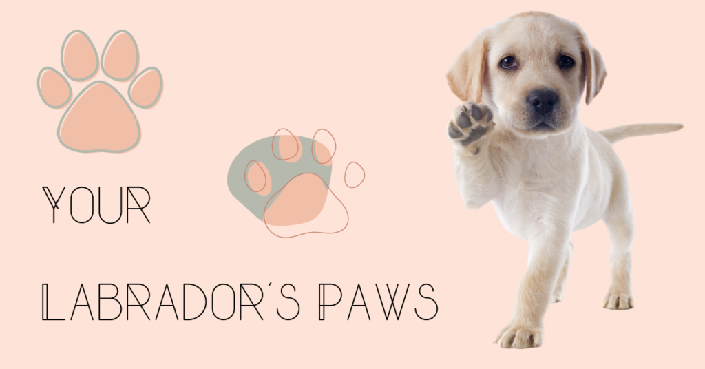 Learn More About Your Labrador's Paws - TK Hot Kennels