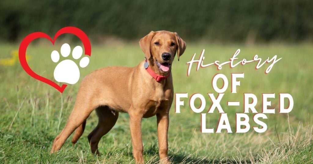 The Fascinating History of Fox-Red Labradors - TK Hot Kennels