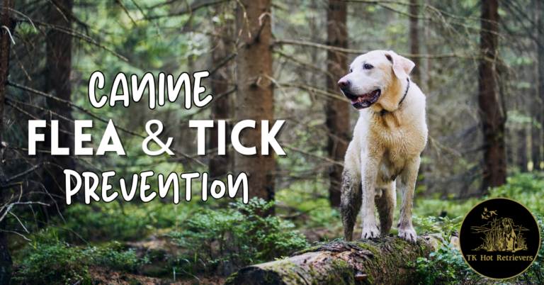 Tips for Canine Flea & Tick Prevention - TK Hot Kennels