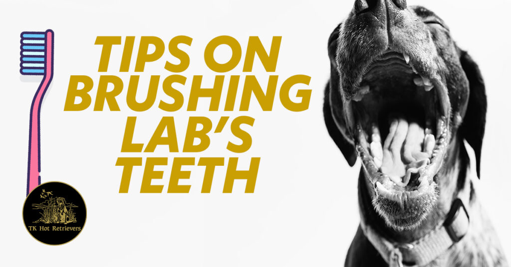 Tips for Brushing Labs Teeth - TK Hot Kennels
