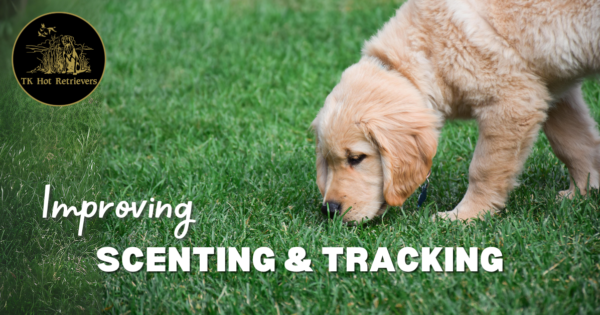 Tips to Improve Your Dog's Scenting and Tracking Abilities - TK Hot Kennels