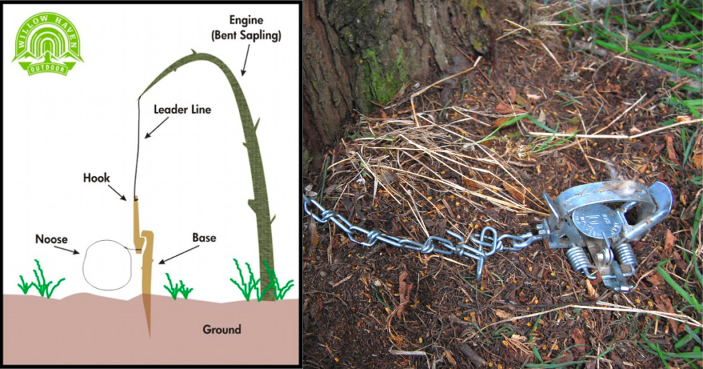 What to Do if Your Dog Gets Caught in a Hunting Trap or Snare - TK Hot ...