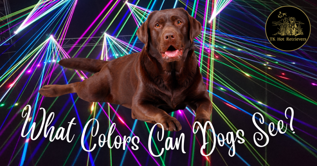 What Colors Can Dogs See? - TK Hot Kennels